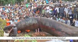 Yuk Mengenali Fakta Cacing Besar Alaska yang Jarang Diketahui ...